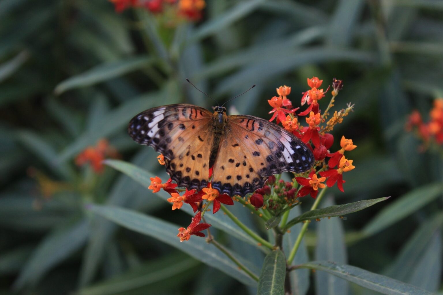 Insider's Guide to Seongsu-dong | Celebrity Cruises