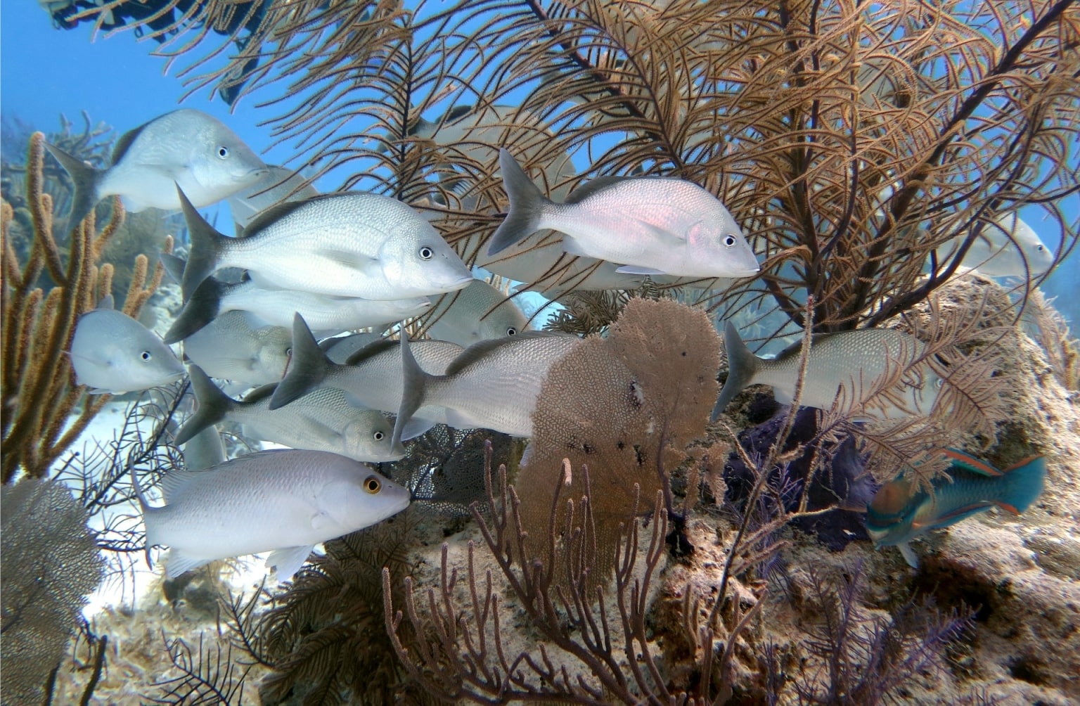 12 Best Snorkeling Spots in Turks and Caicos | Celebrity Cruises