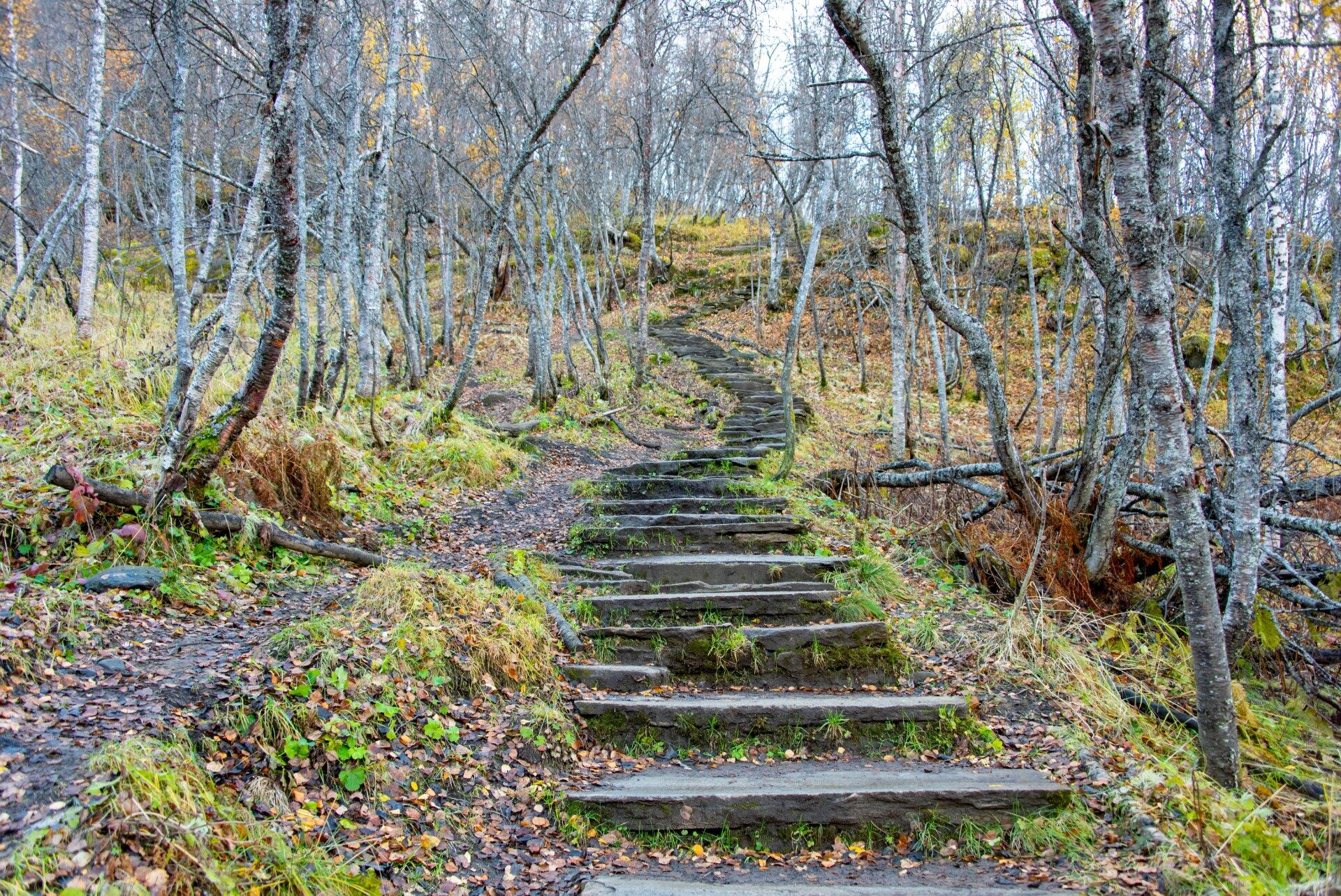 13 Best Things to Do in Tromsø, Norway | Celebrity Cruises