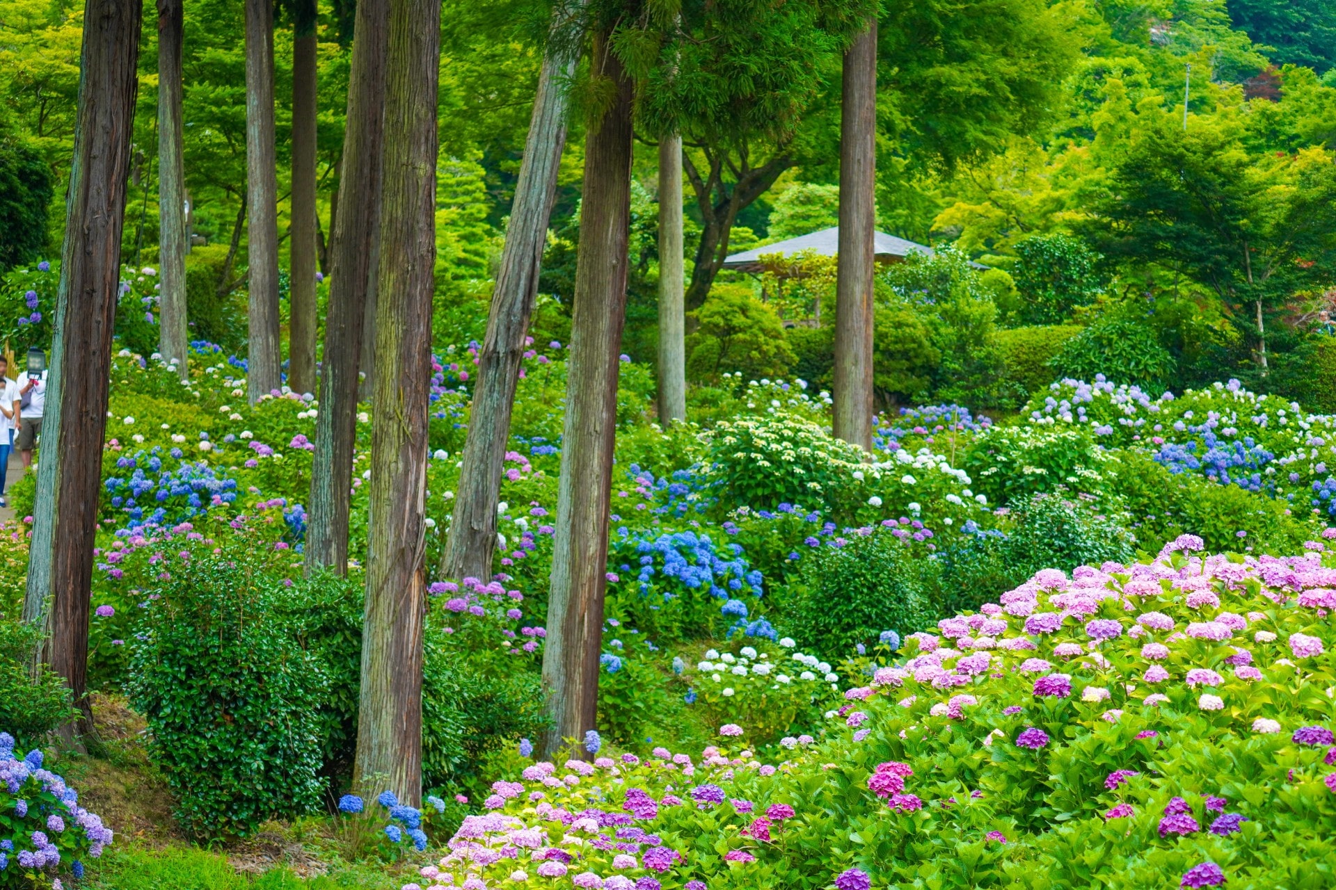 Summer in Japan: Things to Do, Weather, & What to Expect