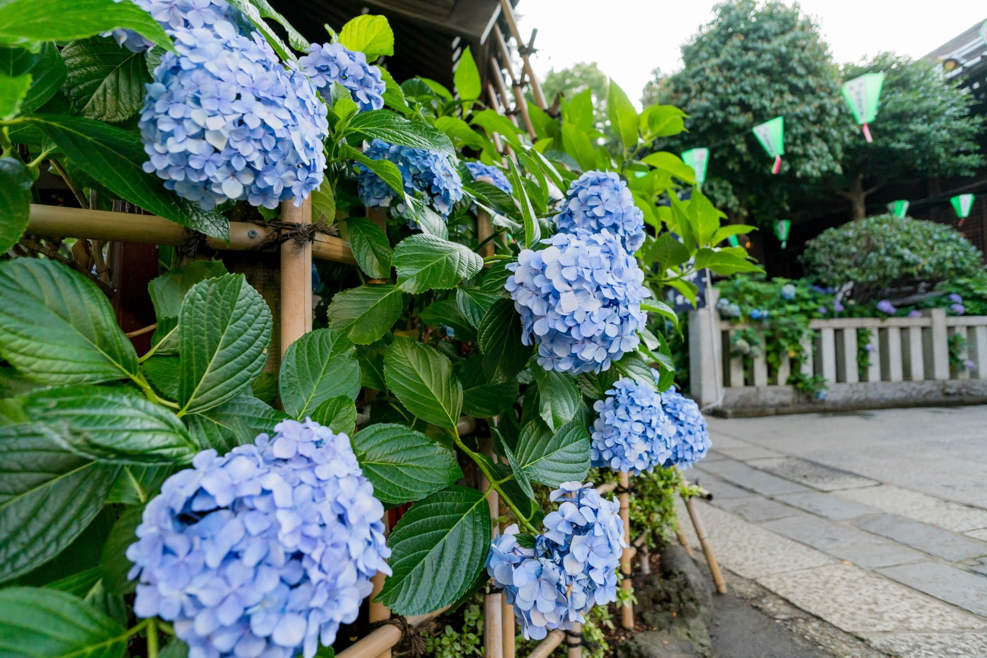 Tokyo in June: Things to Do, Weather, & What to Expect | Celebrity Cruises