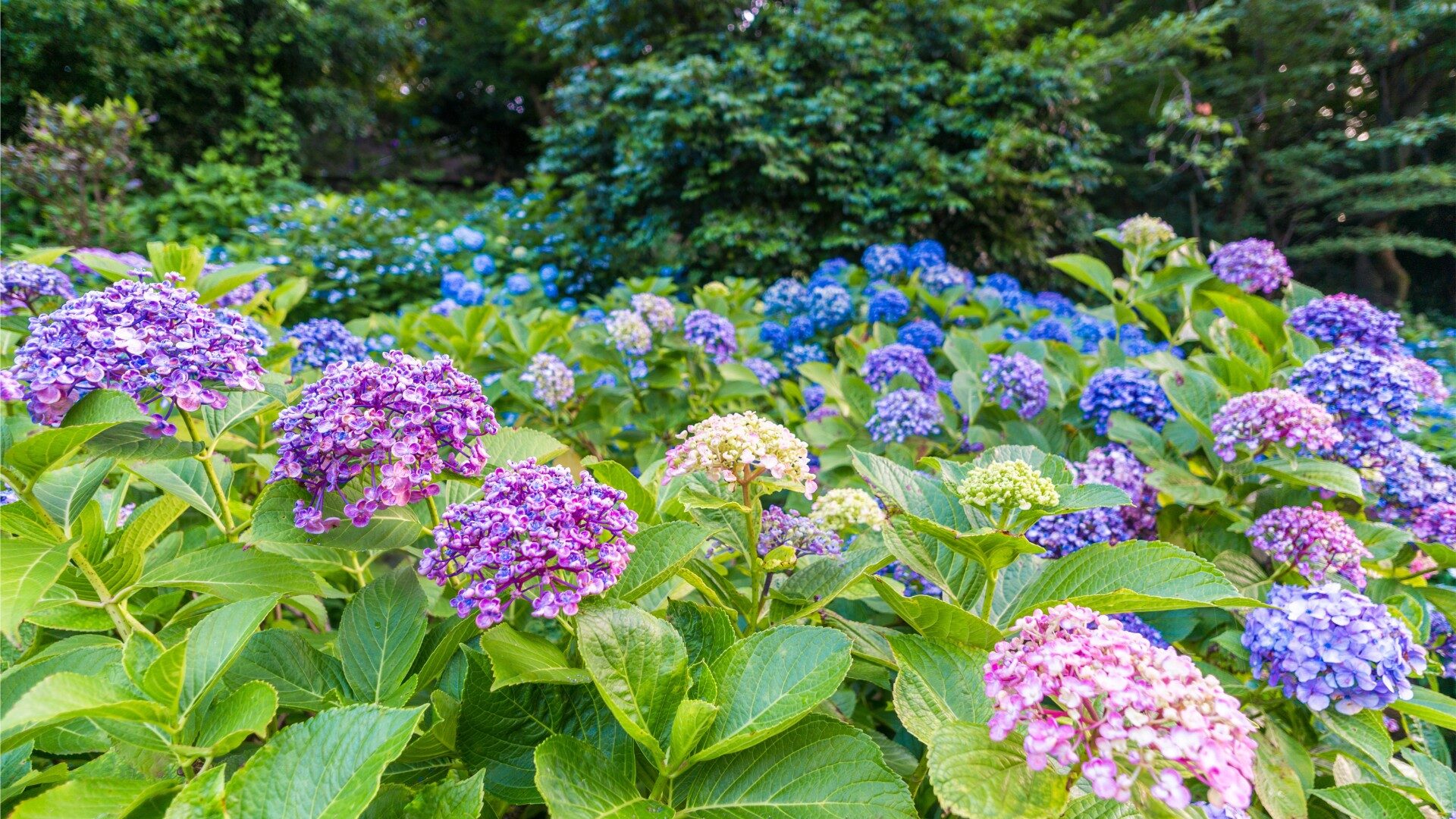 Tokyo in June: Things to Do, Weather, & What to Expect | Celebrity Cruises