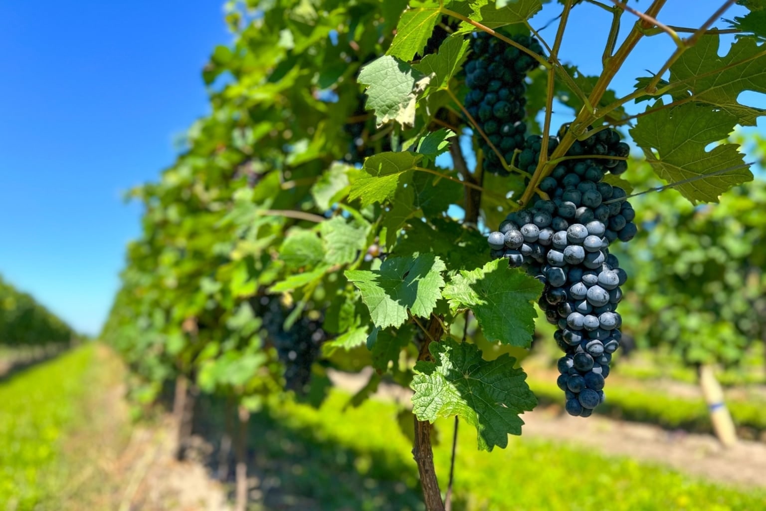 A Beginner's Guide to German Wine: Regions, Varieties & More ...