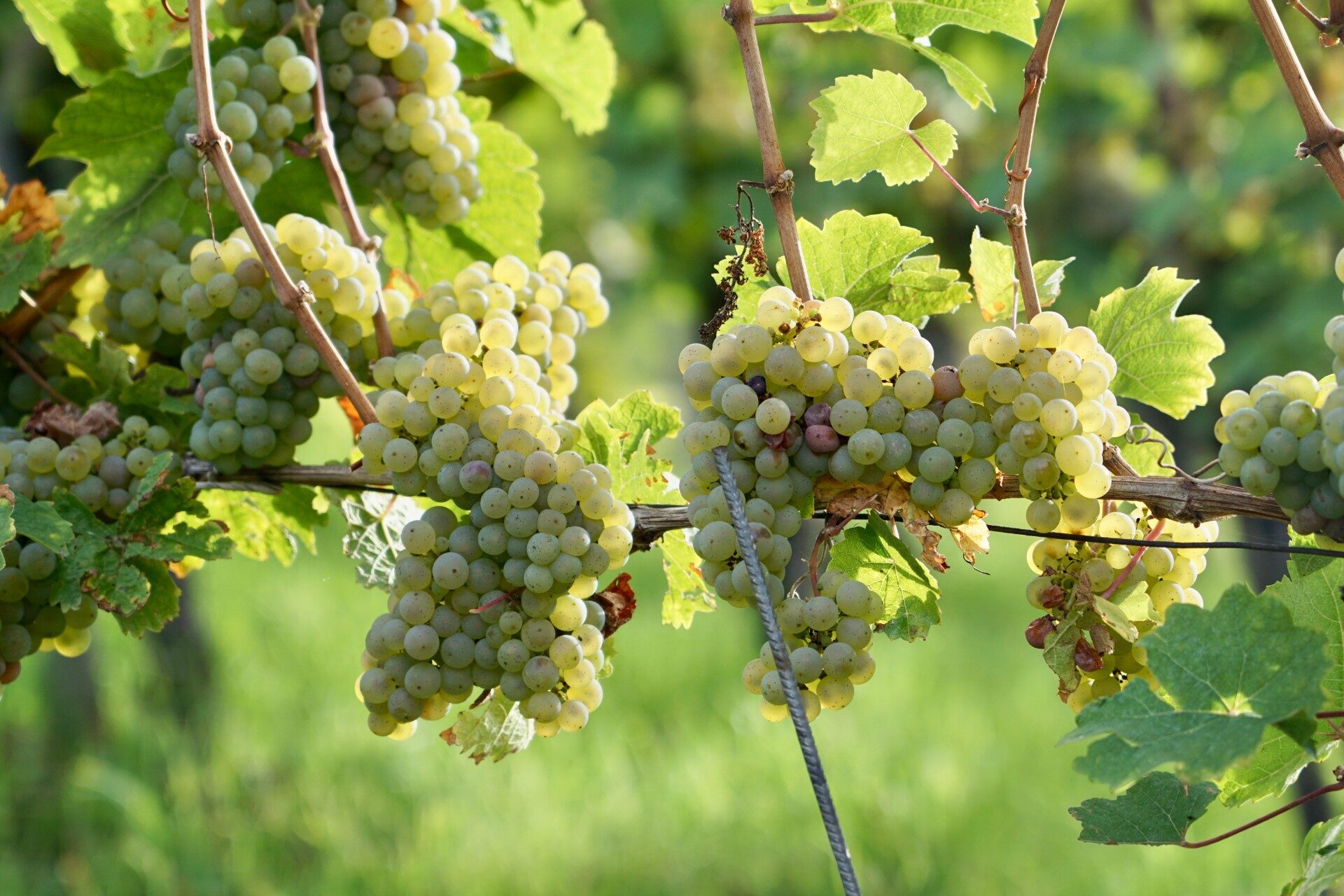 A Beginner's Guide to German Wine: Regions, Varieties & More ...