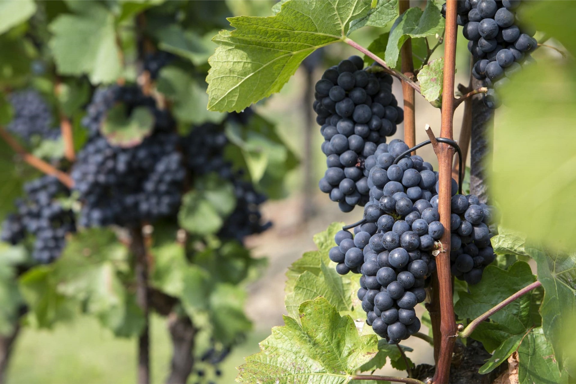 A Beginner's Guide to German Wine: Regions, Varieties & More ...