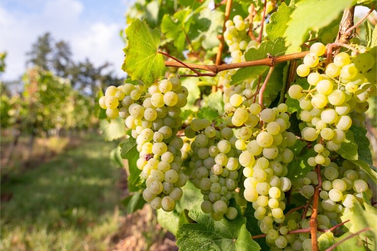 A Beginner's Guide to German Wine: Regions, Varieties & More ...