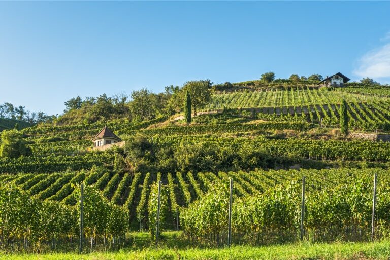 A Beginner's Guide to German Wine: Regions, Varieties & More ...
