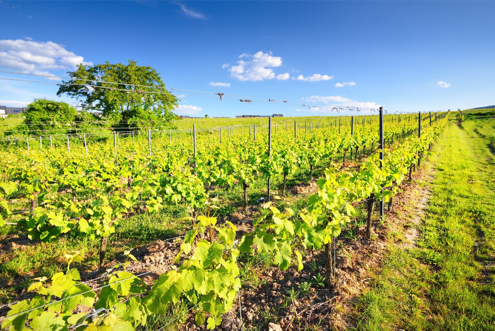 A Beginner's Guide to German Wine: Regions, Varieties & More ...