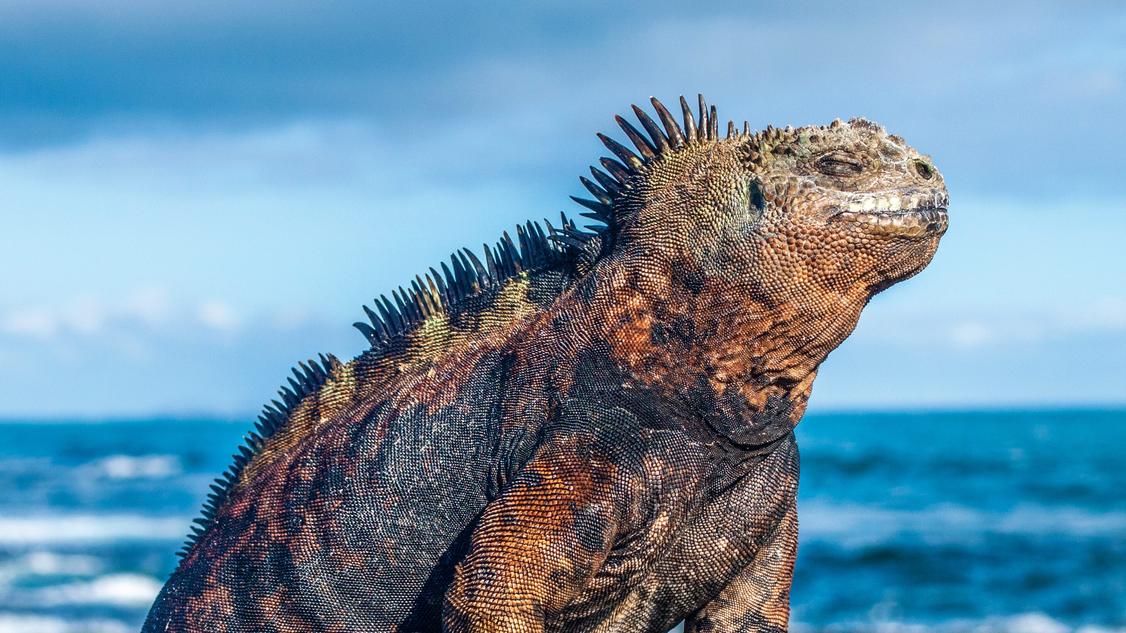 Cruise to Baltra, Ecuador | Galapagos Cruises