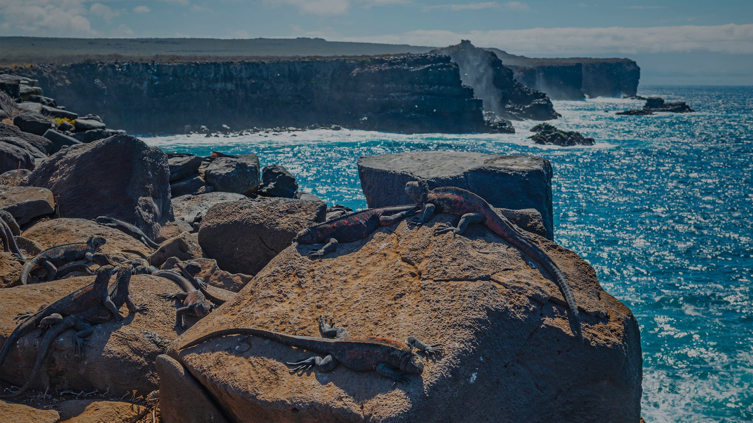 Visit Isla Española: Punta Suarez and Gardener Bay | Celebrity Cruises ...