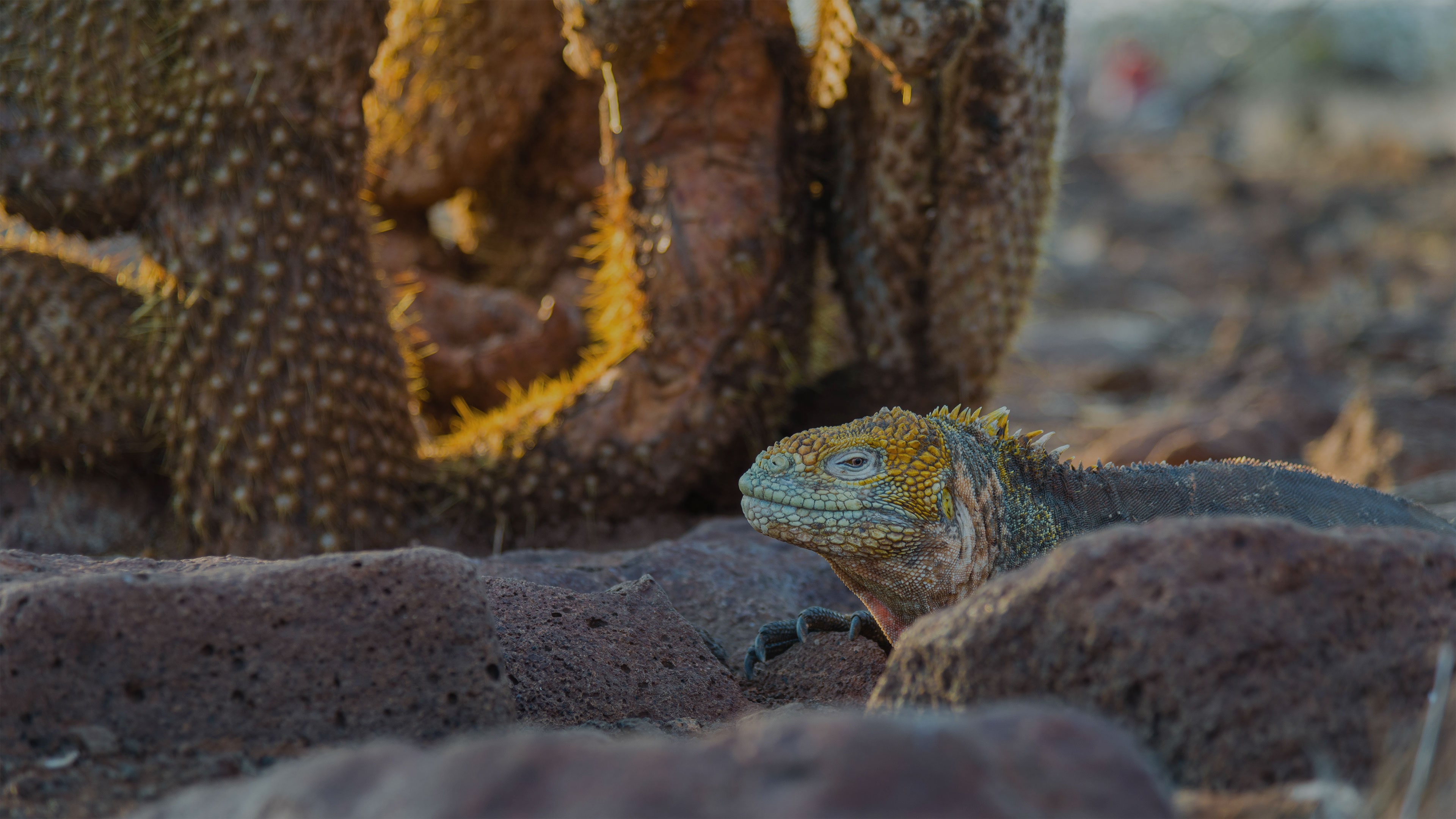 Visit Isla Baltra: Connecting Galapagos with Equador | Celebrity ...