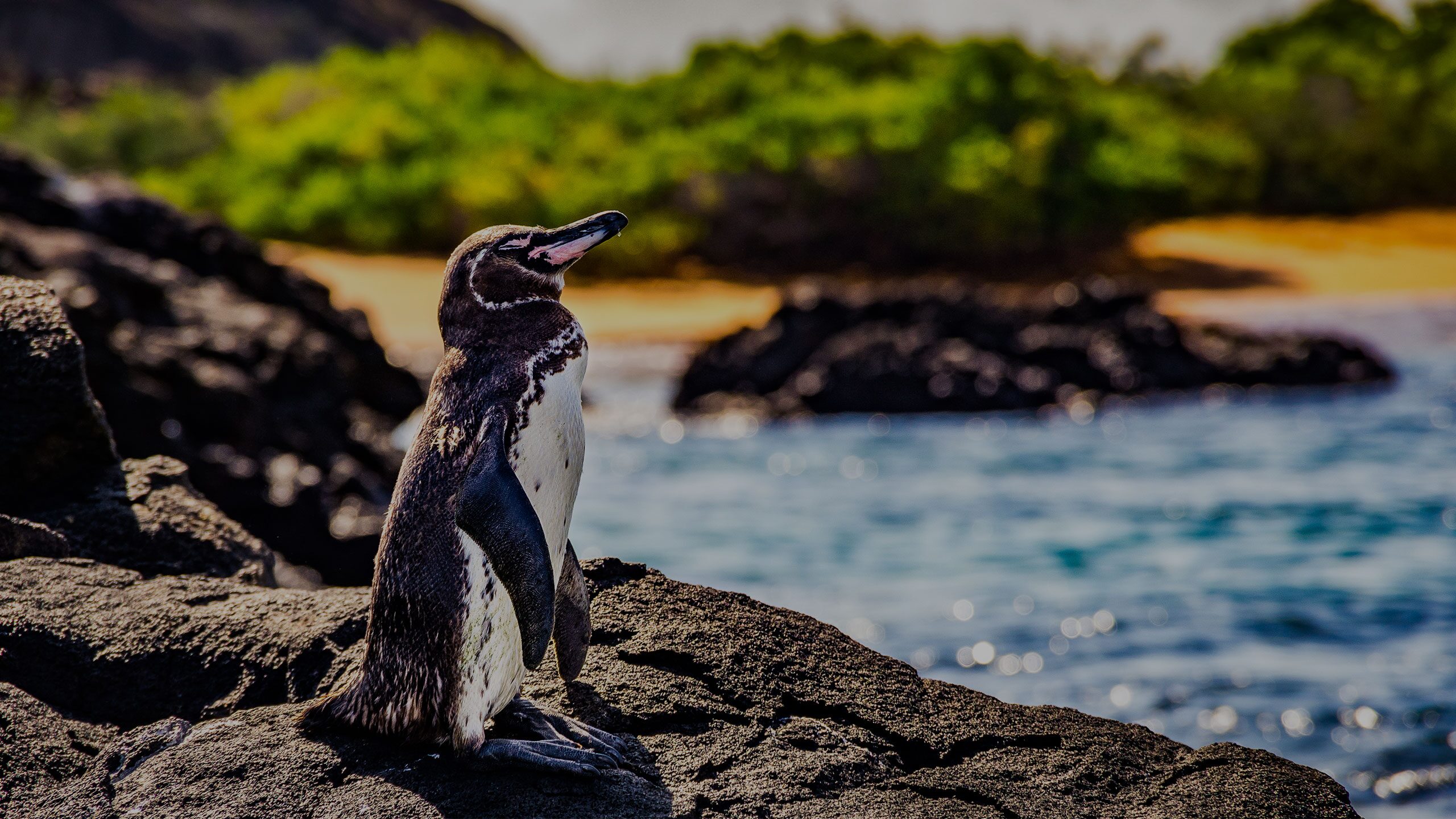 Isabela Island HC8/G8OFQ Isabela Island Galapagos Islands News