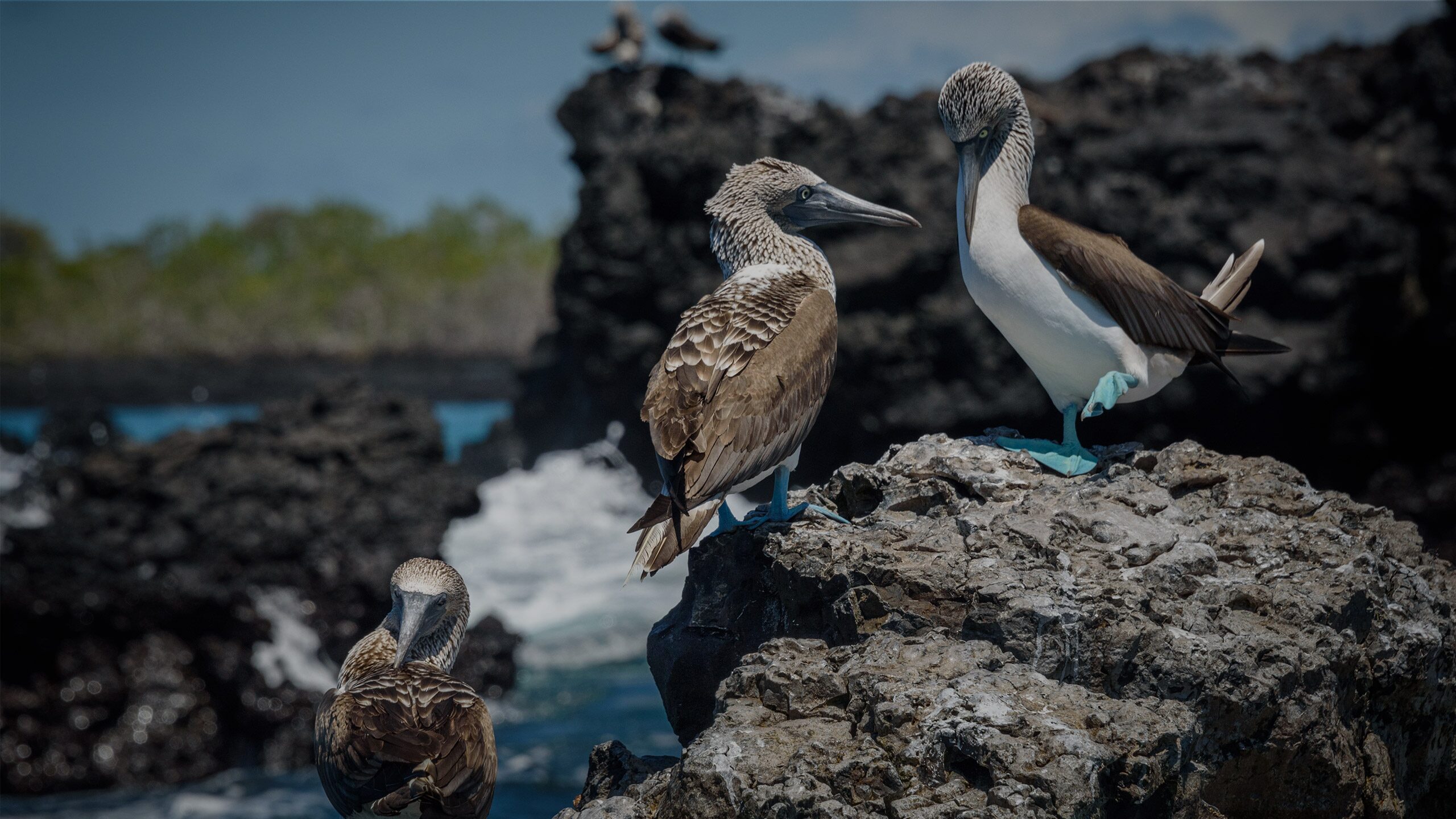 Celebrity Xploration 10&11-night Northern Loop cruise with Quito ...