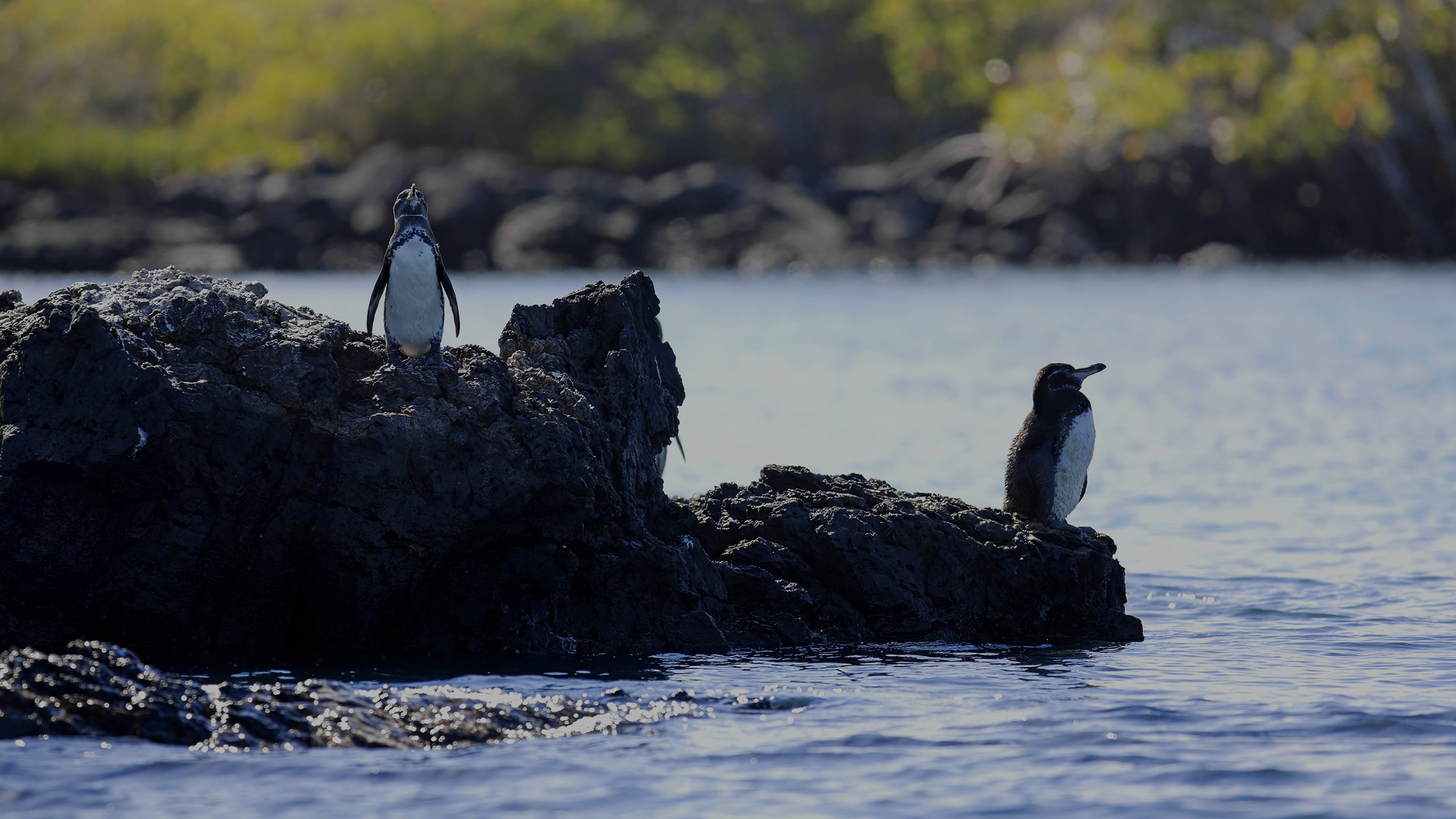 Celebrity Xploration 7-Night Southern Loop Cruise