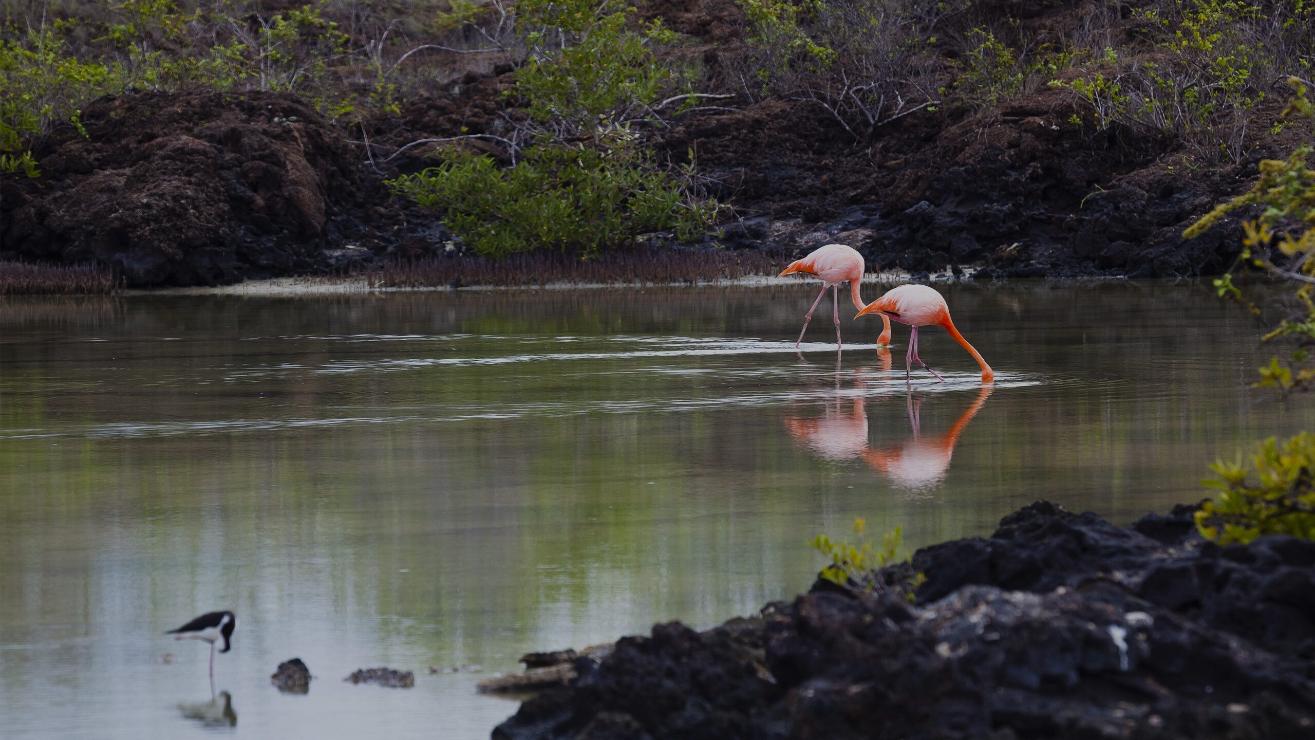 Xpedition Northern Loop Cruise | Celebrity Cruises - Galapagos