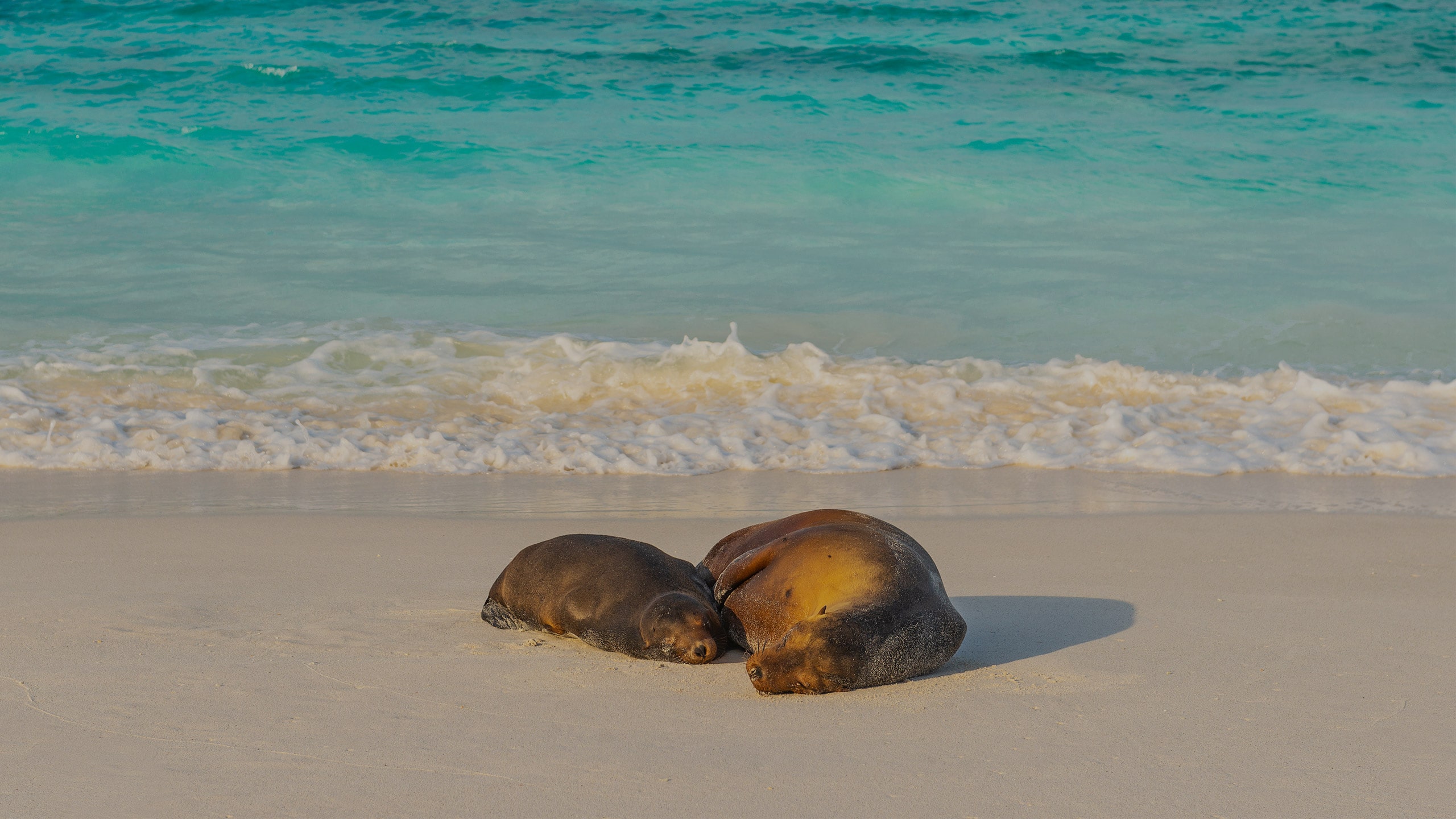 Xpedition Southern Loop Cruise | Celebrity Cruises - Galapagos