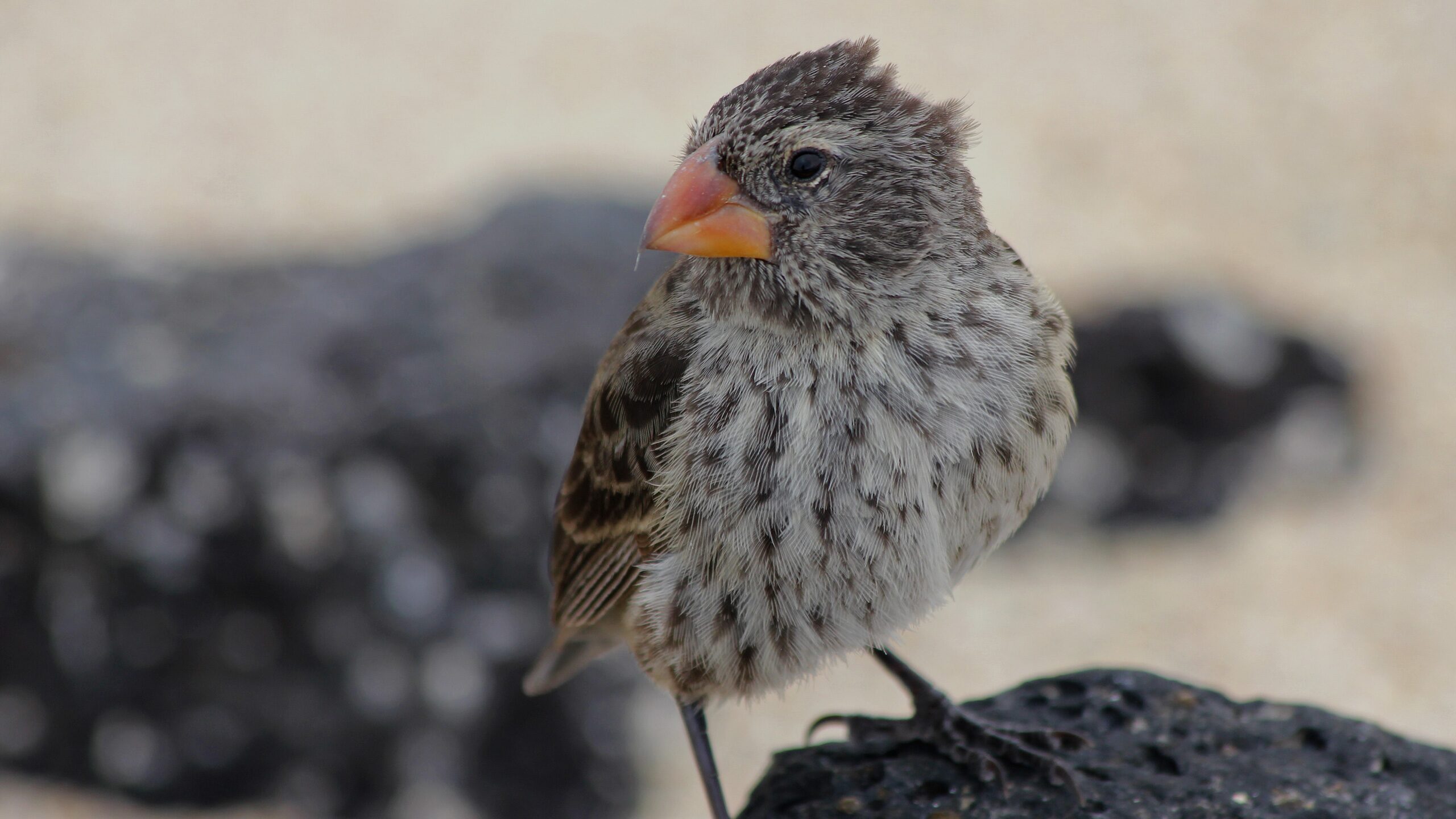 Exploring Galapagos Birds: Finches, Hawks and More | Celebrity Cruises ...