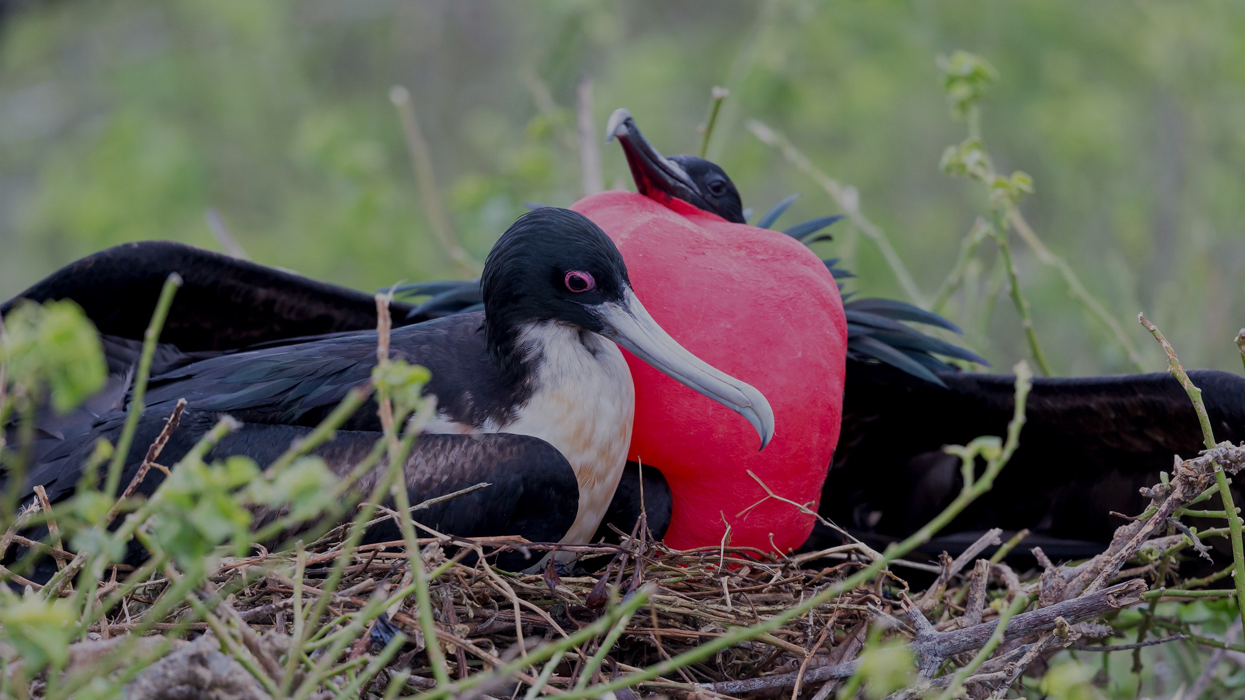 Female Frigate Bird