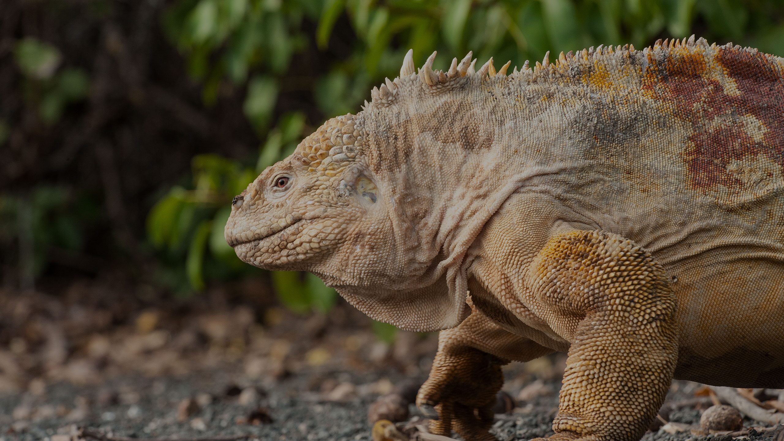 The Land Iguana: Exploring Galapagos Islands' Fauna | Celebrity Cruises ...