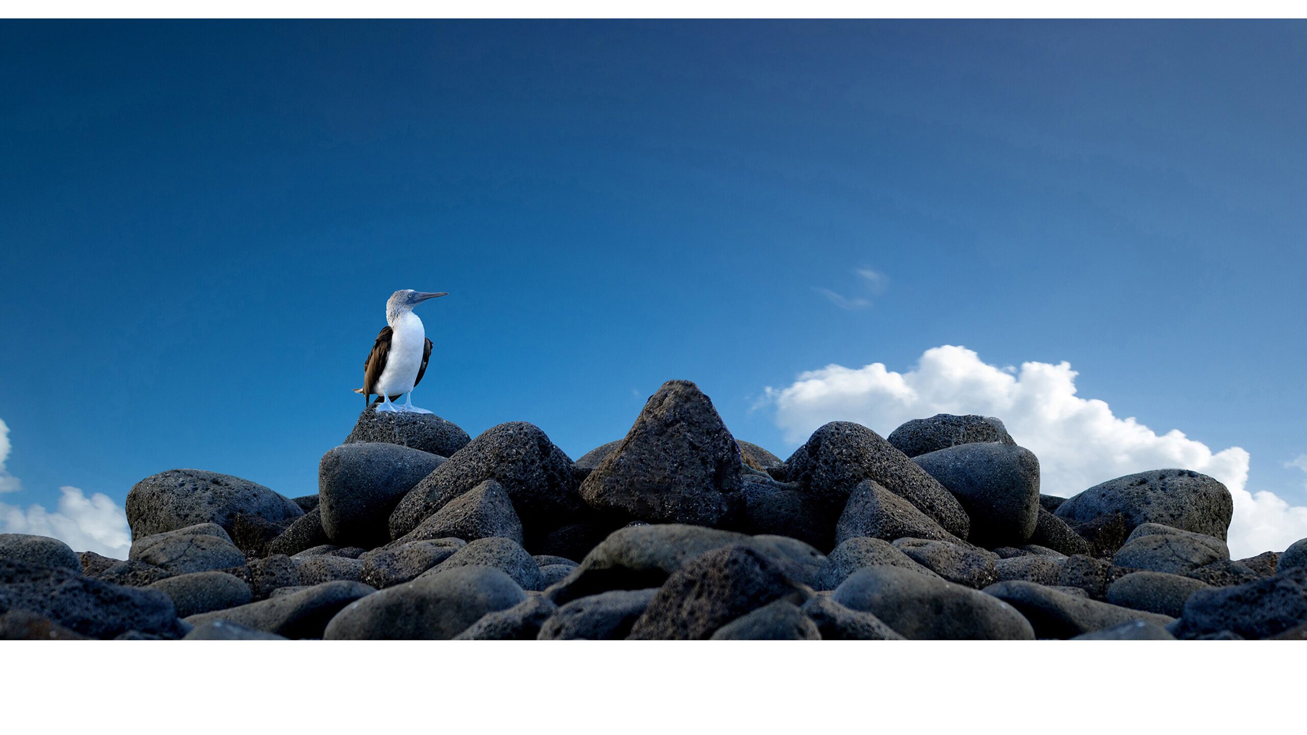 11 Nights Quito & Galapagos Outer Loop Cruise from Baltra (Galapagos ...