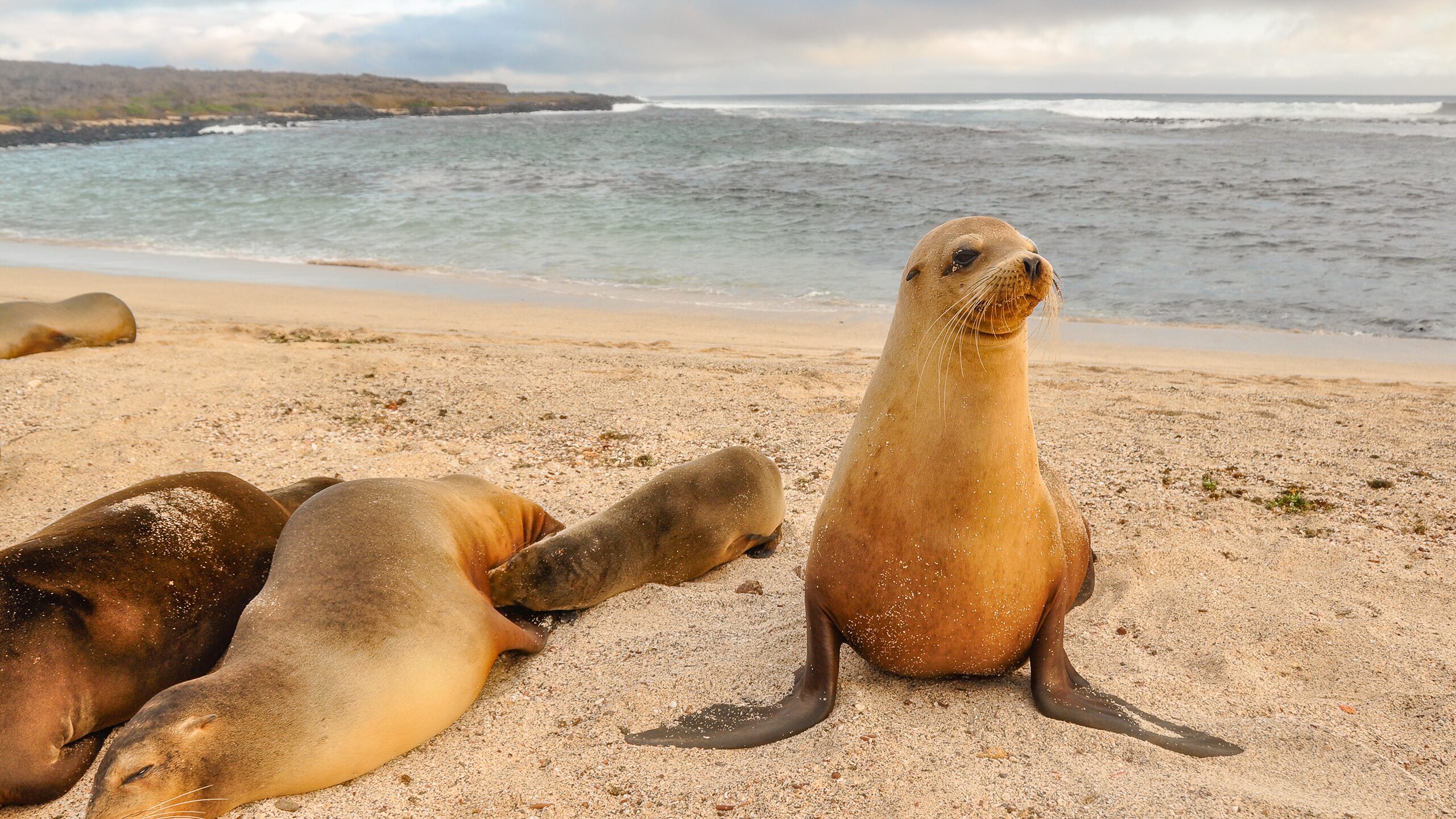 7 Nights Galapagos Southern Loop Cruise from Baltra (Galapagos ...