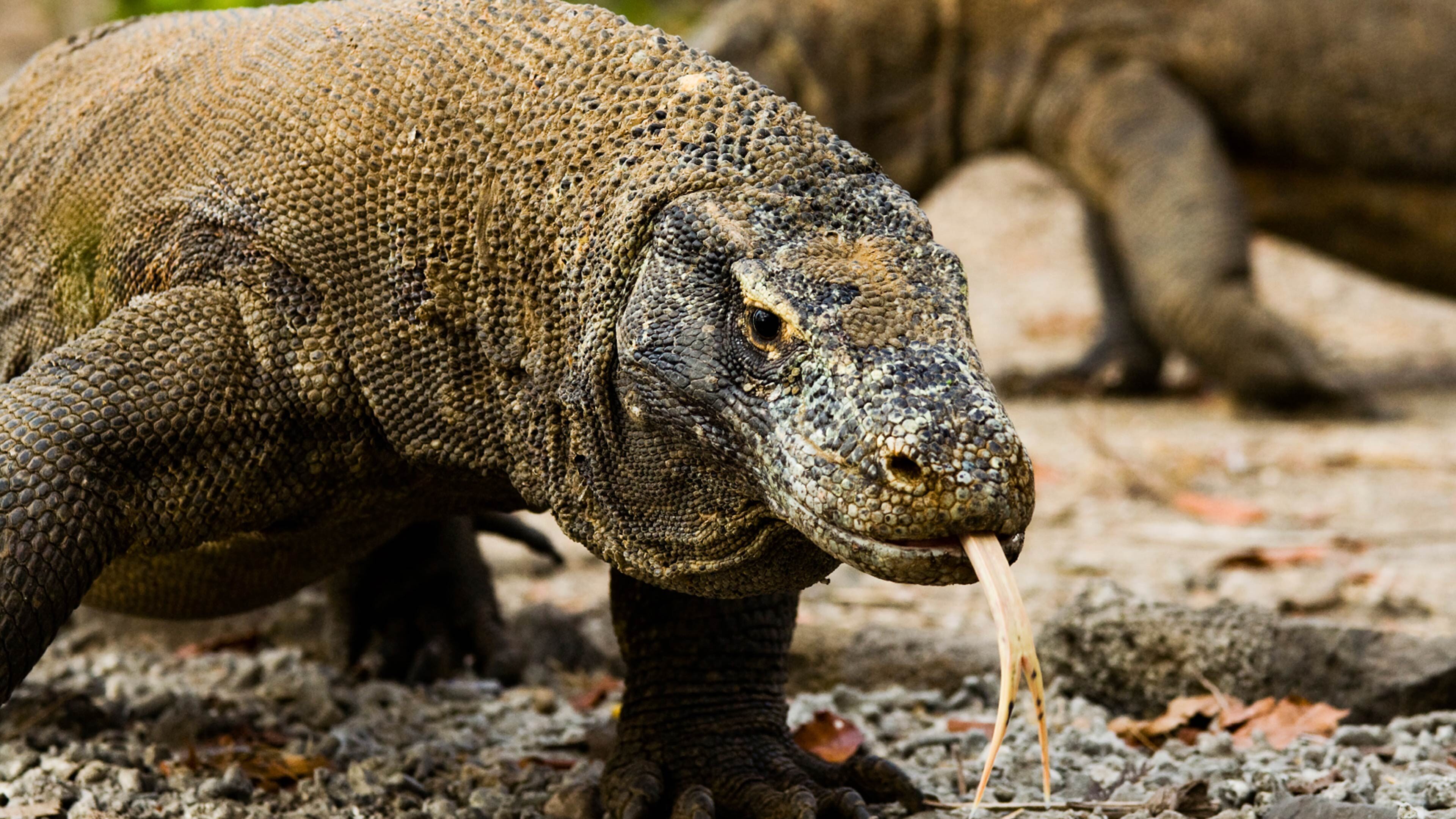 Cruise to Komodo, Indonesia | Asia Cruises