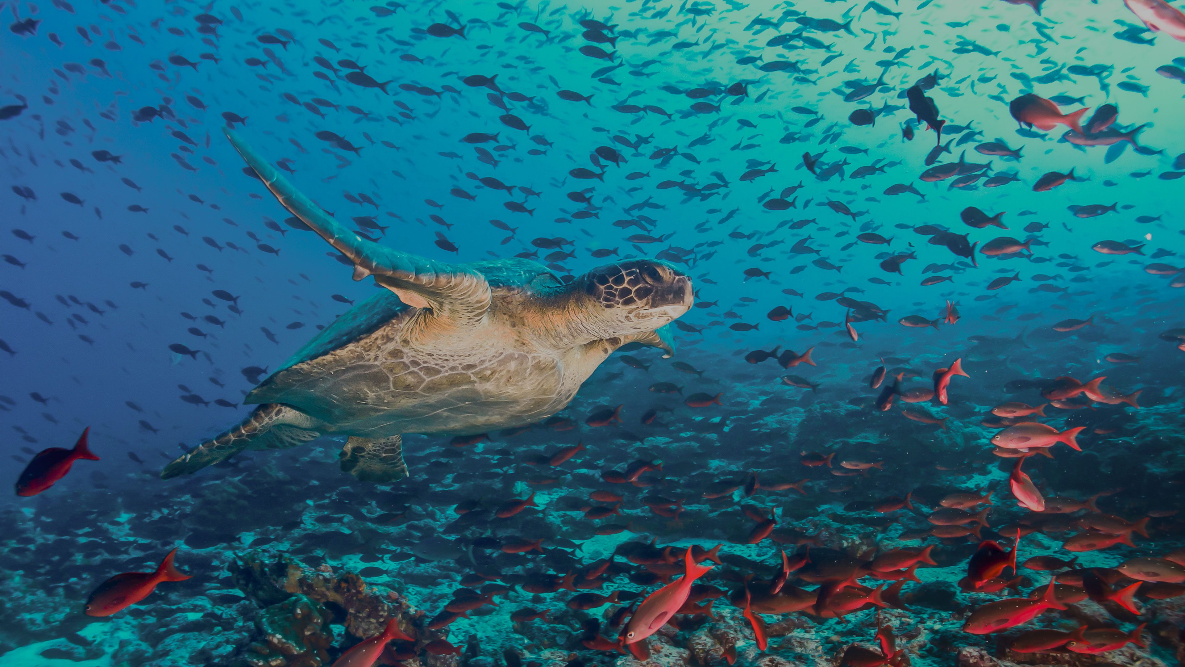11 Nights Quito & Galapagos Inner Loop Cruise from Baltra (Galapagos ...