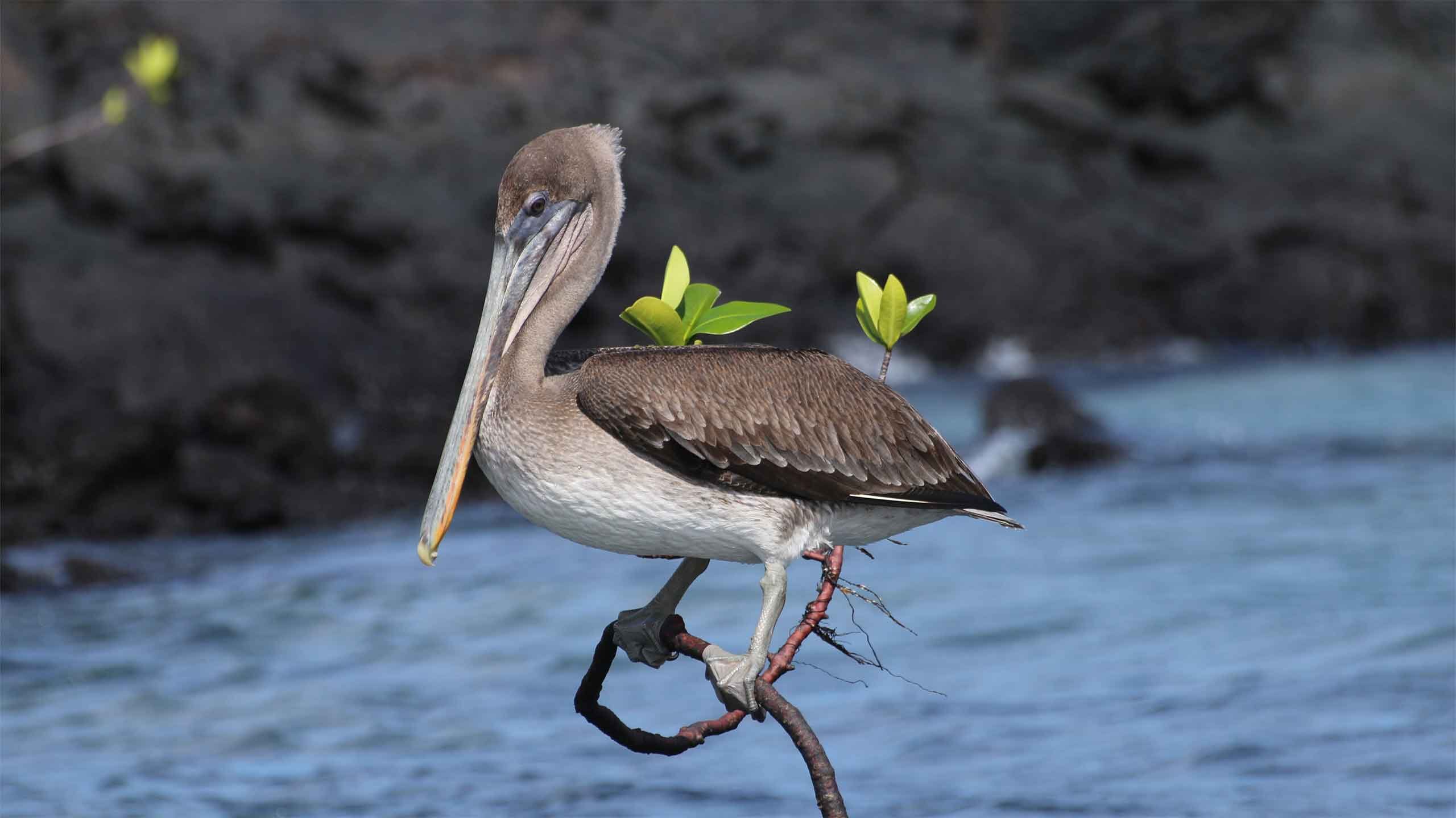7 Nights Galapagos Inner Loop Cruise Cruise from Baltra (Galapagos ...