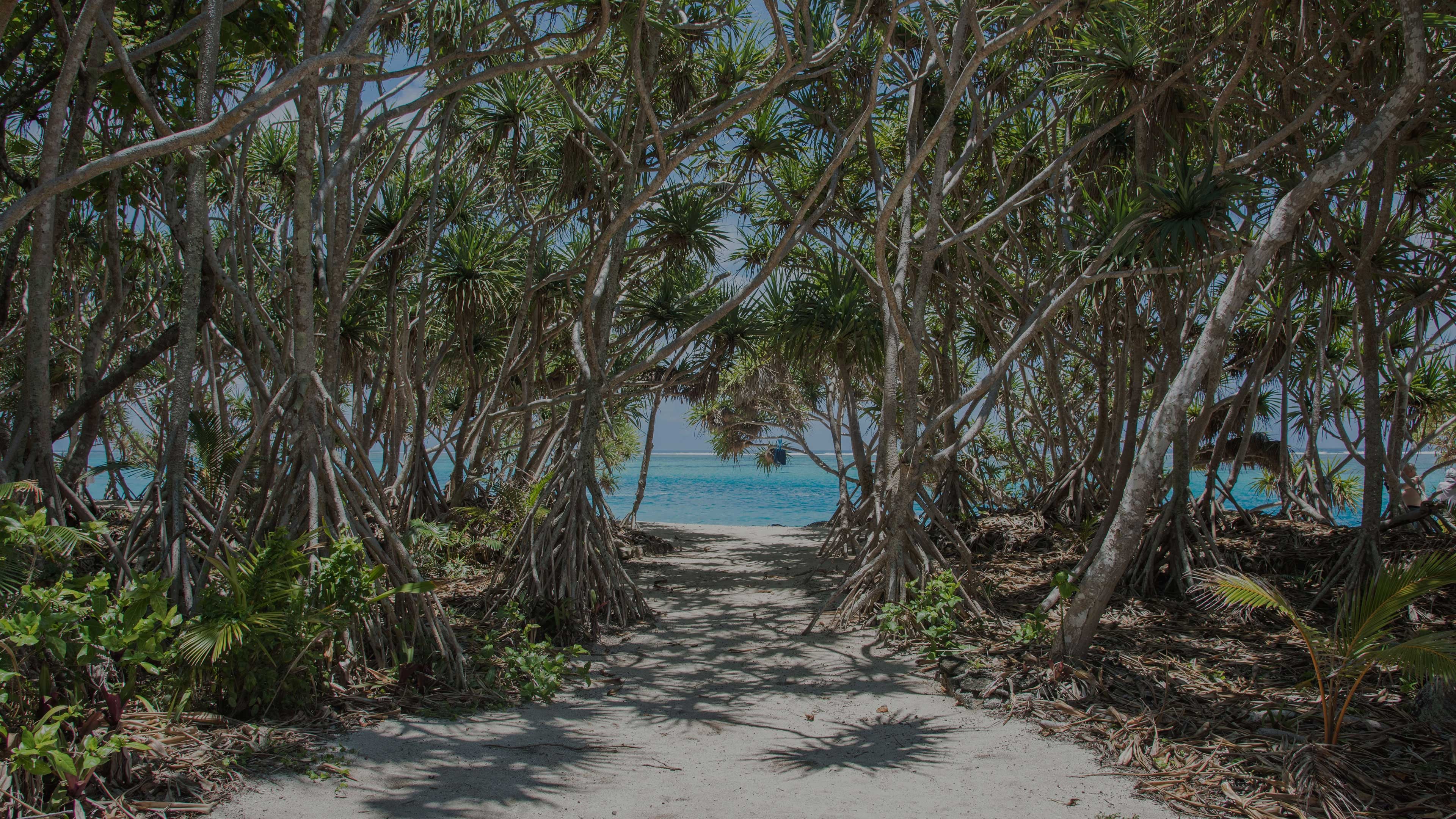 Vanuatu Rainforest