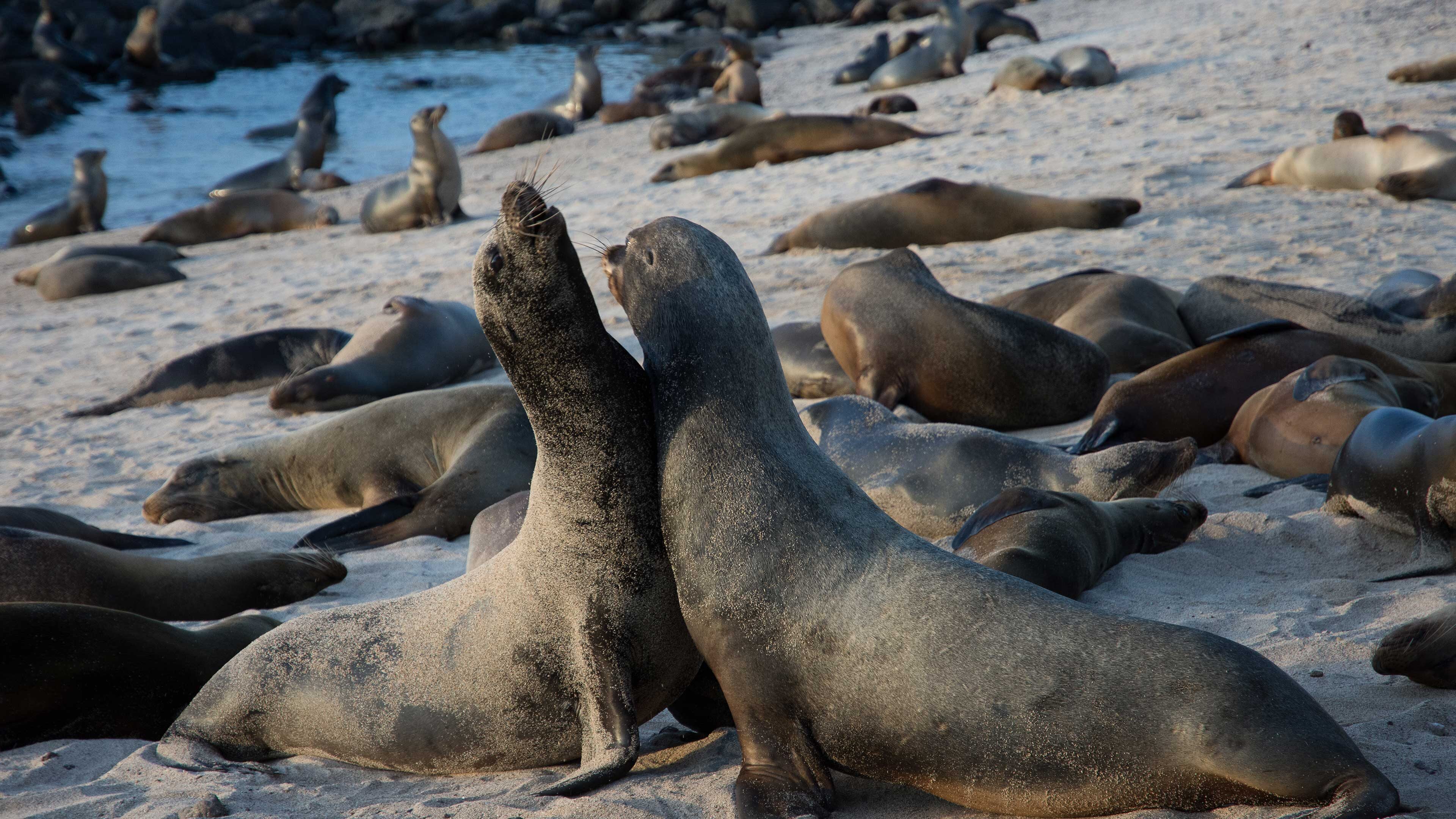 10 Nights Quito & Galapagos Southern Loop Cruise from Baltra (Galapagos ...