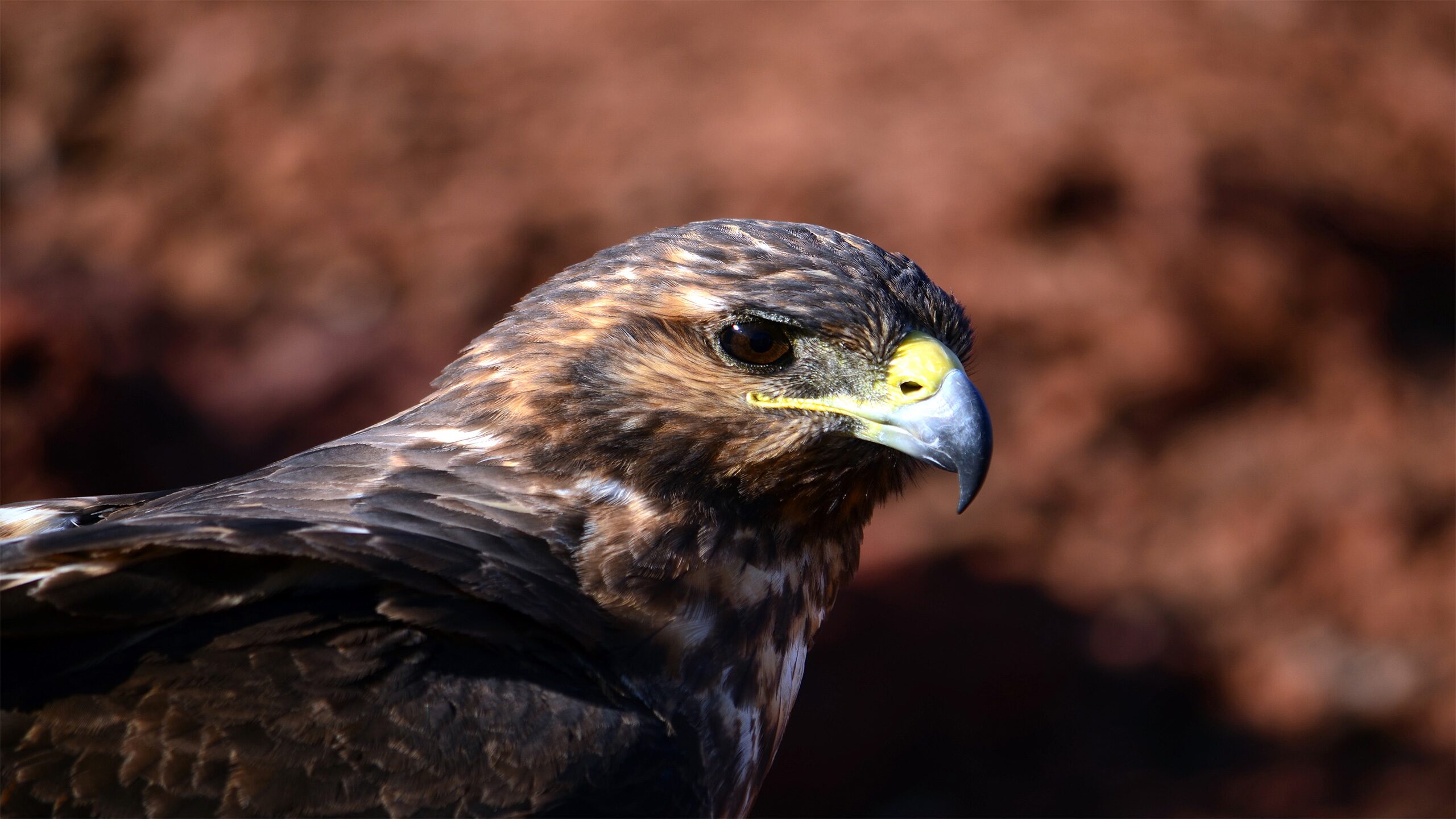 10 Nights Quito & Galapagos Southern Loop Cruise from Baltra (Galapagos ...