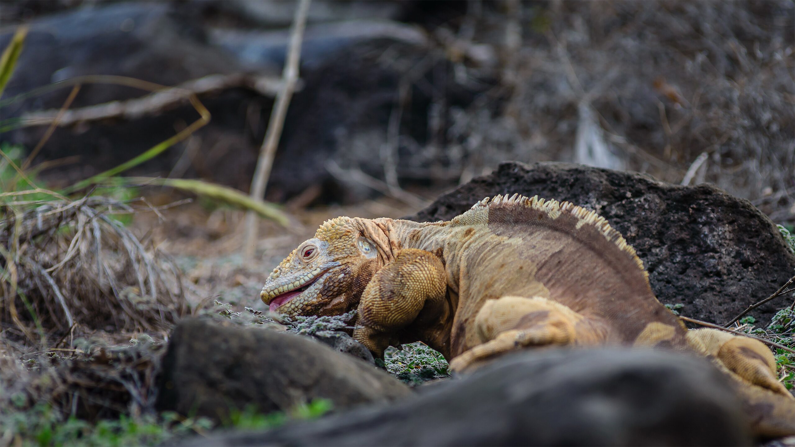 10 Nights Quito & Galapagos Southern Loop Cruise from Baltra (Galapagos ...