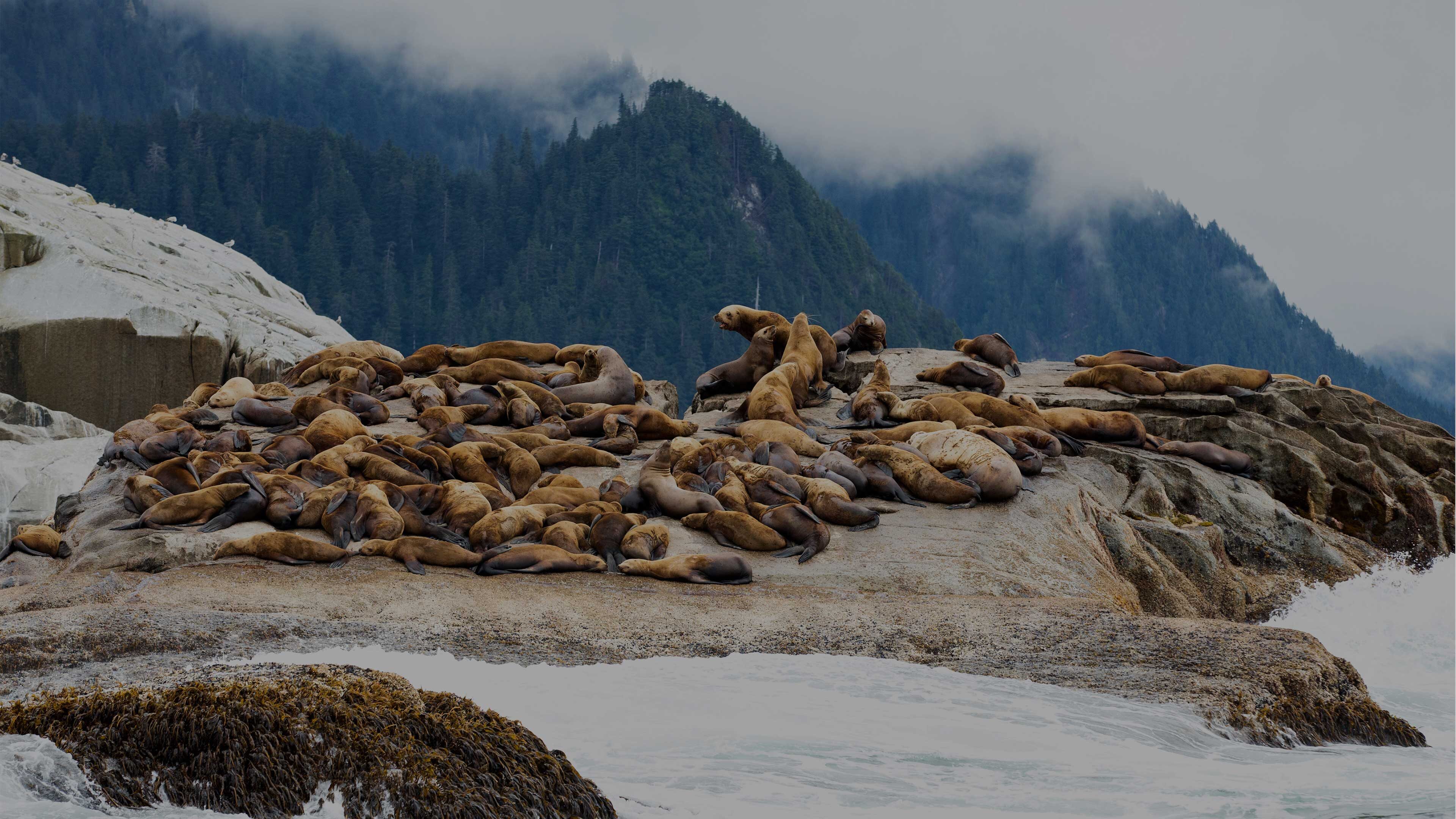 Best Sitka Shore Excursions & Excursion Tours | Celebrity Cruises