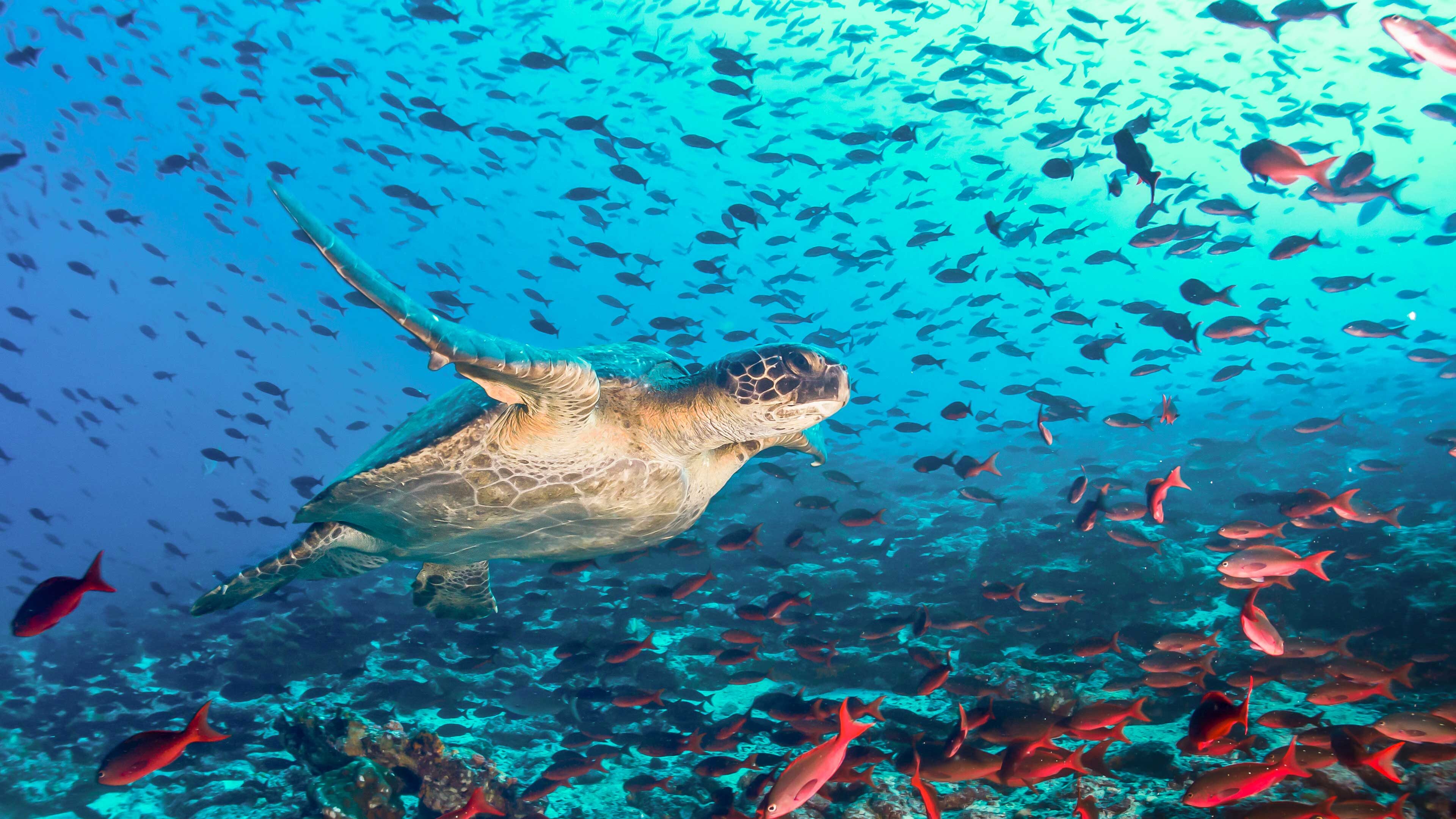 11 Nights Quito & Galapagos Inner Loop Cruise from Baltra (Galapagos ...