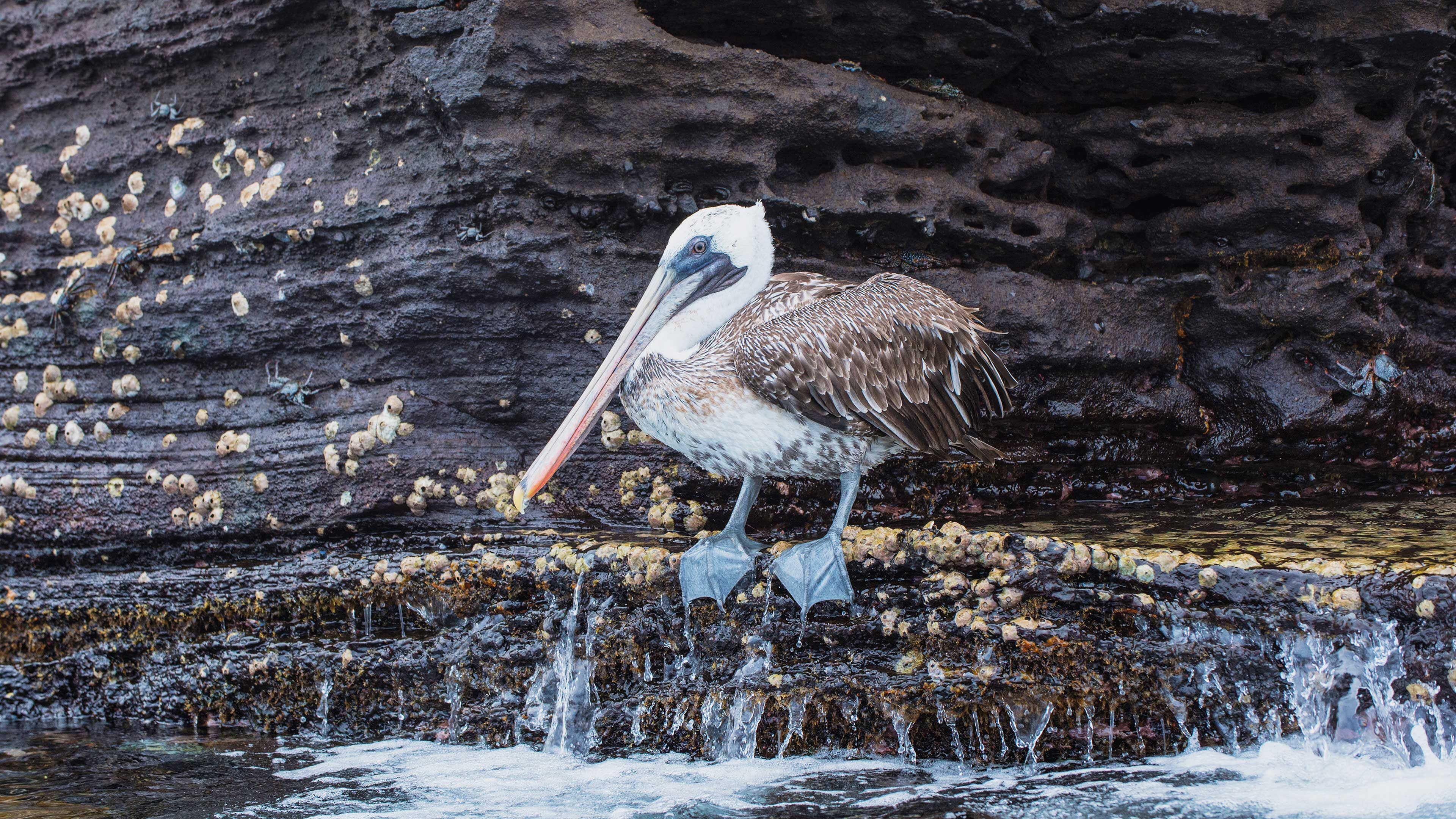 11 Nights Quito & Galapagos Northern Loop Cruise from Baltra (Galapagos ...