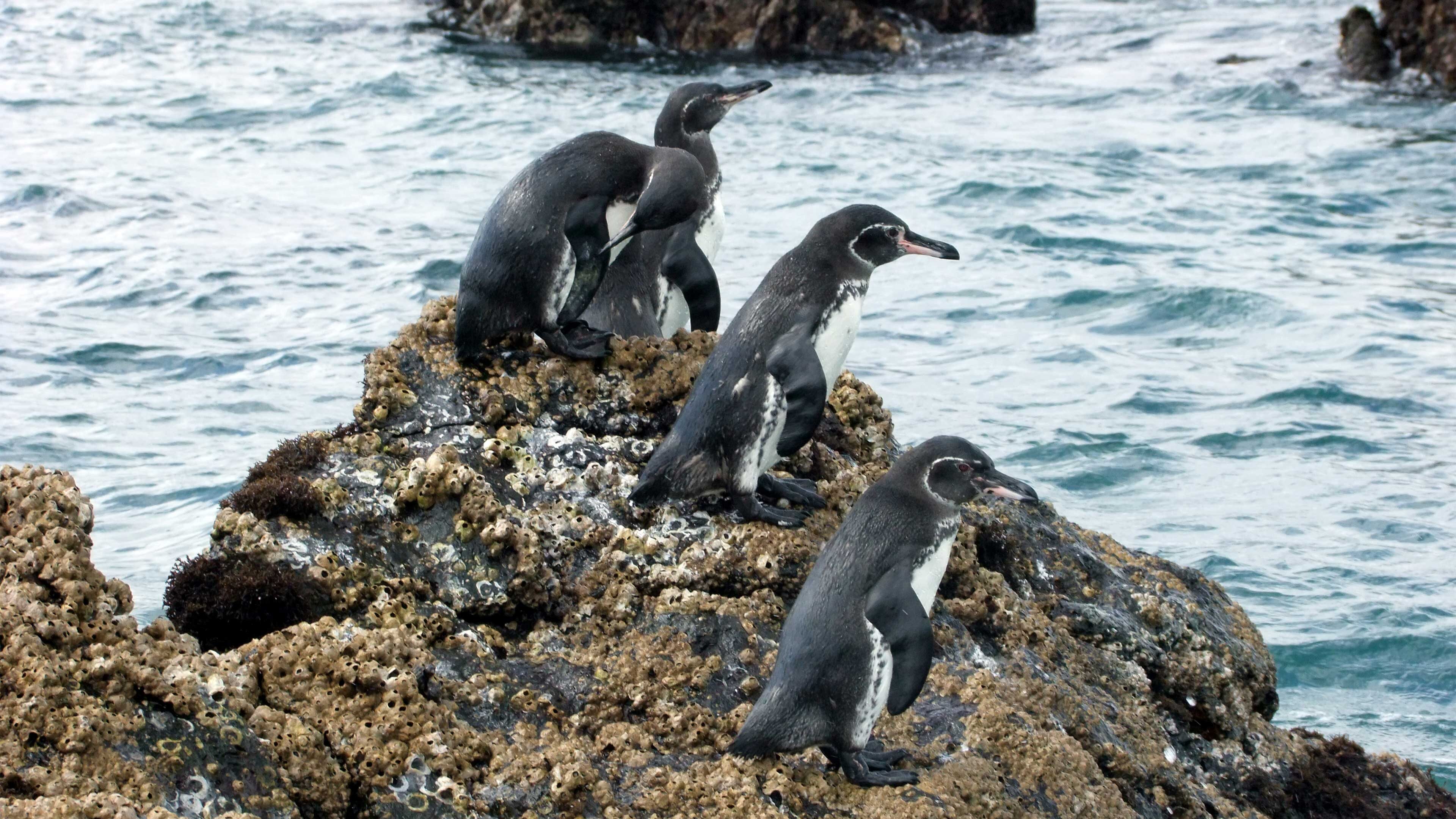 10 Nights Quito & Galapagos Inner Loop Cruise from Baltra (Galapagos ...