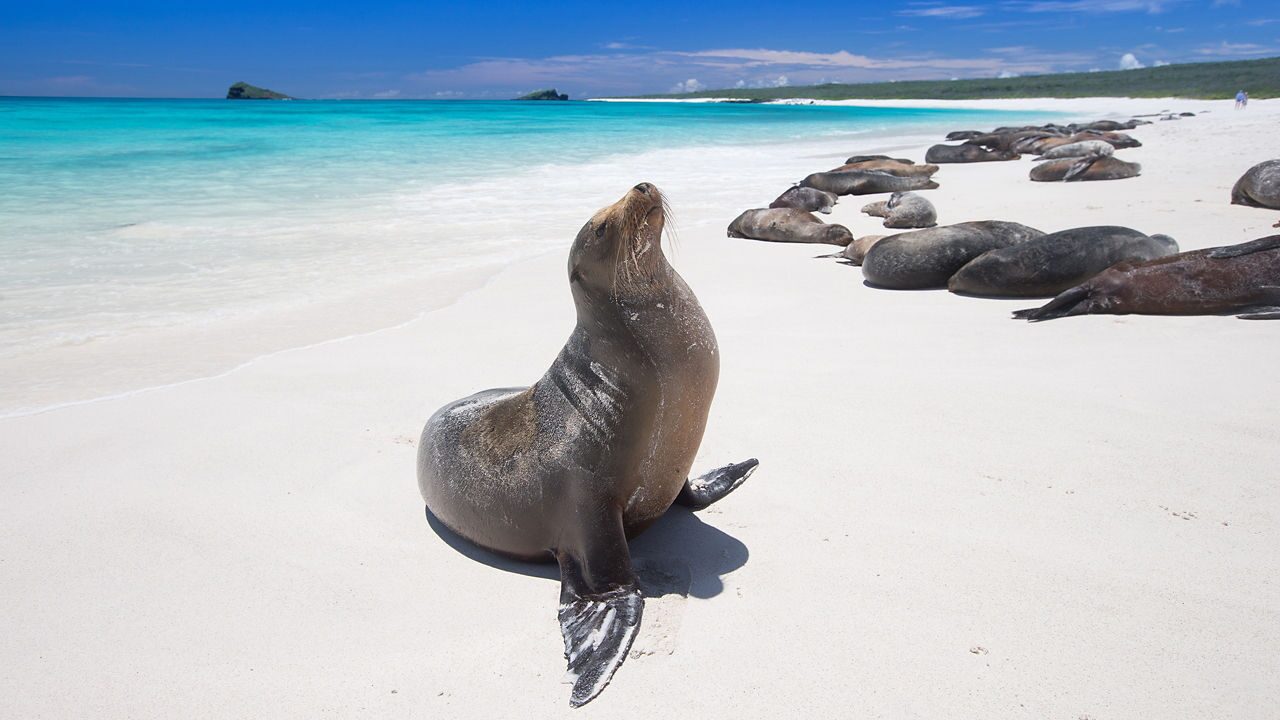 7 Nights Galapagos Southern Loop from Baltra (Galapagos) | Celebrity ...