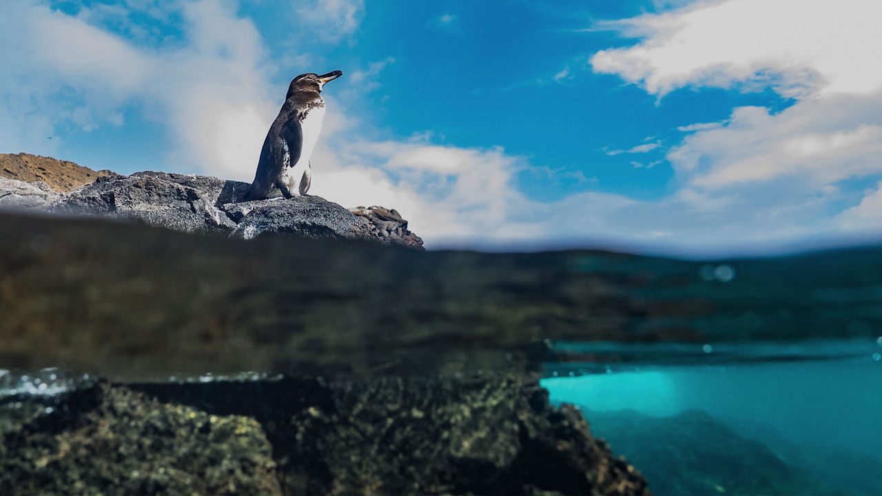 16 Nights Galapagos Inner Loop & Machu Picchu from Baltra (Galapagos ...